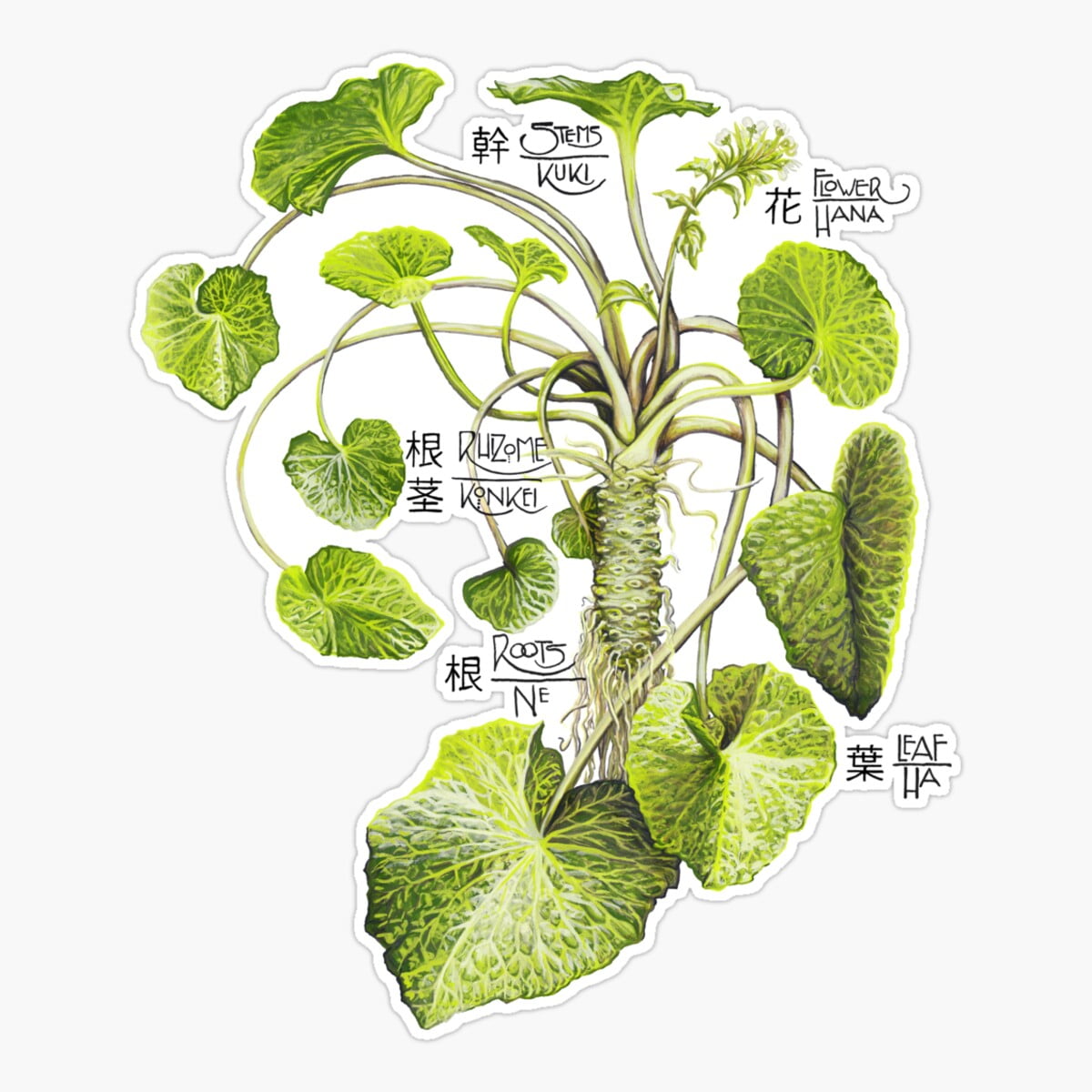 Maneki Wasabi Botanical - Large Black Text Sticker, Phone Decal Water ...
