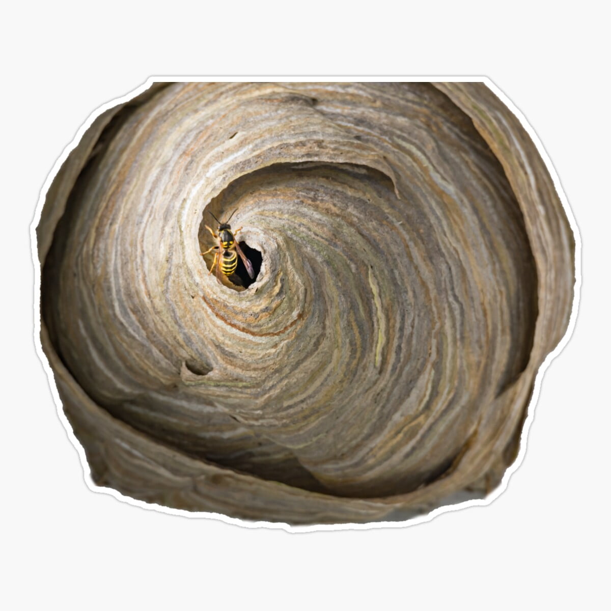 Maneki Wasp'S Nest, Wasp, Insect, Sticker, Phone Decal Water Bottle ...