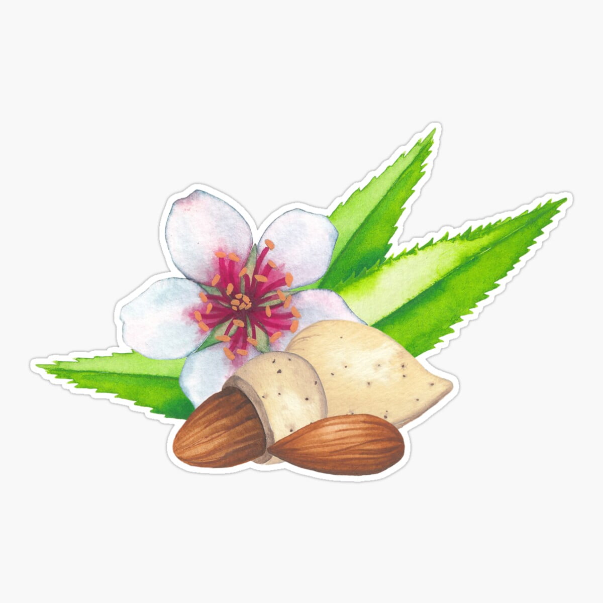 Maneki Watercolor Almond Nuts Decorated With Flowers And Leaves Er ...