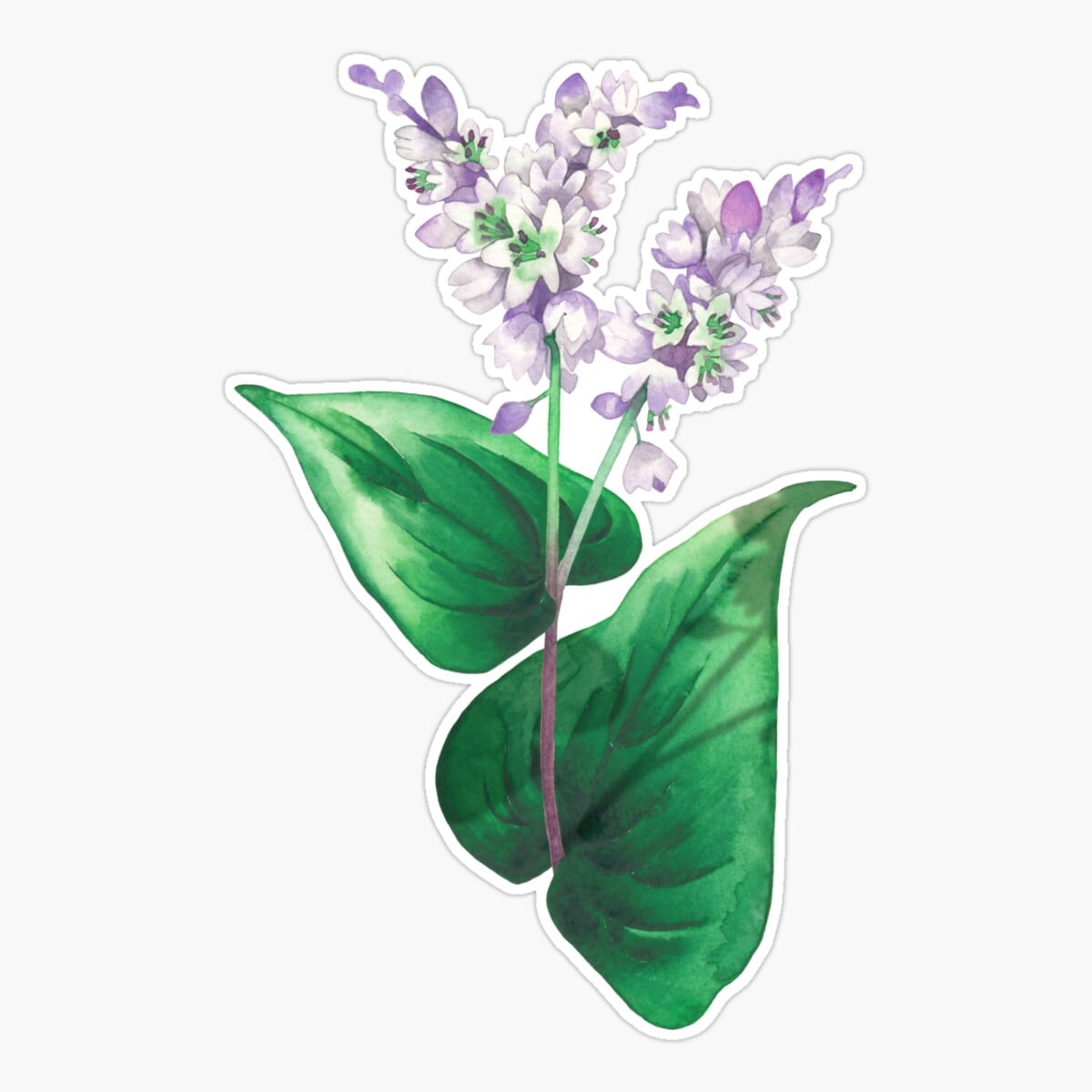 Maneki Watercolor Buckwheat Plant Sticker, Phone Decal Water Bottle ...
