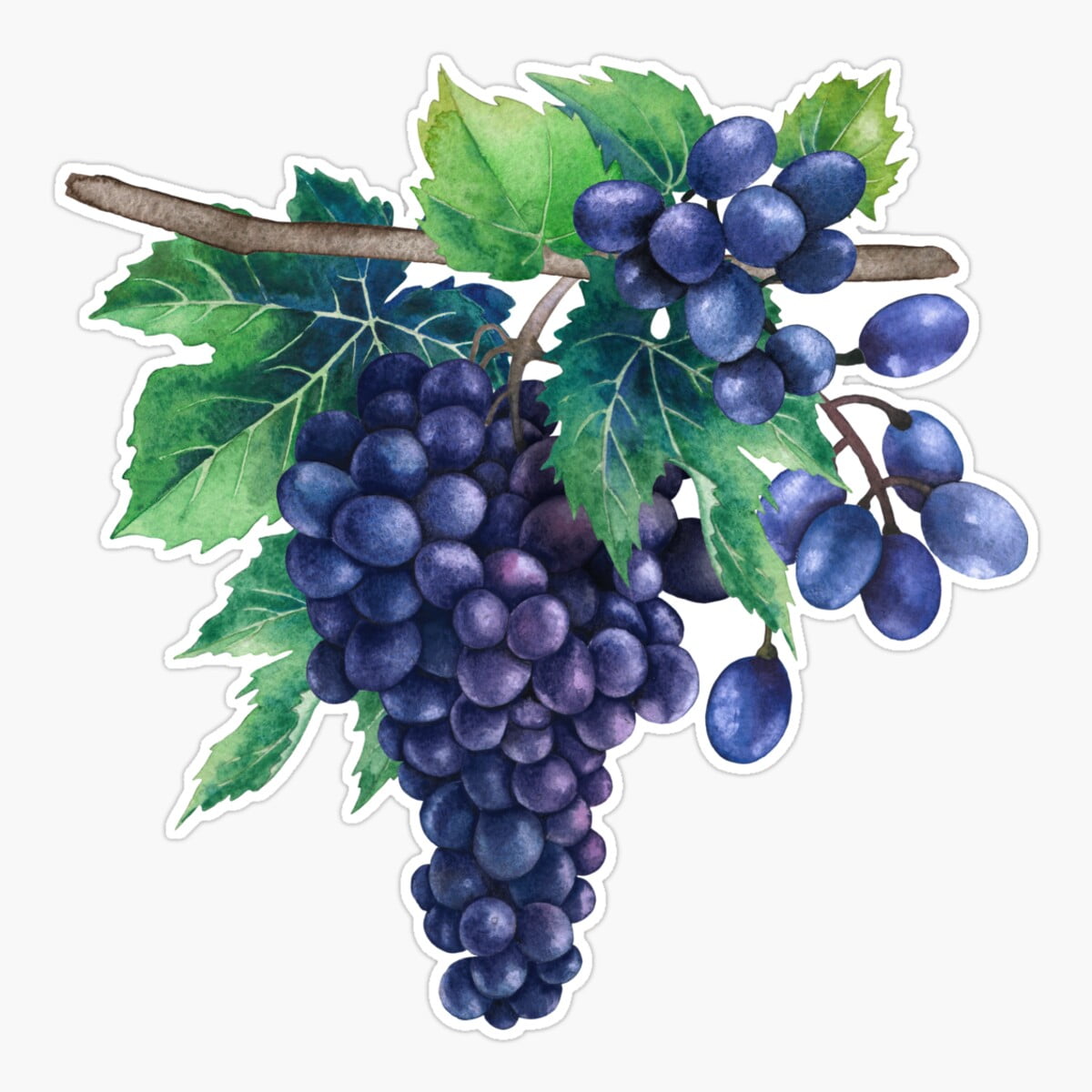 Maneki Watercolor Bunches Of Blue Grapes Hanging On The Branch Sticker ...
