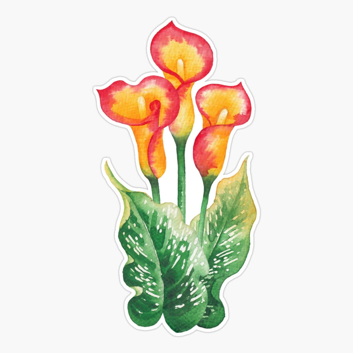 Maneki Watercolor Calla Lily Sticker, Phone Decal Water Bottle Stickers Car Decals, Funny ...