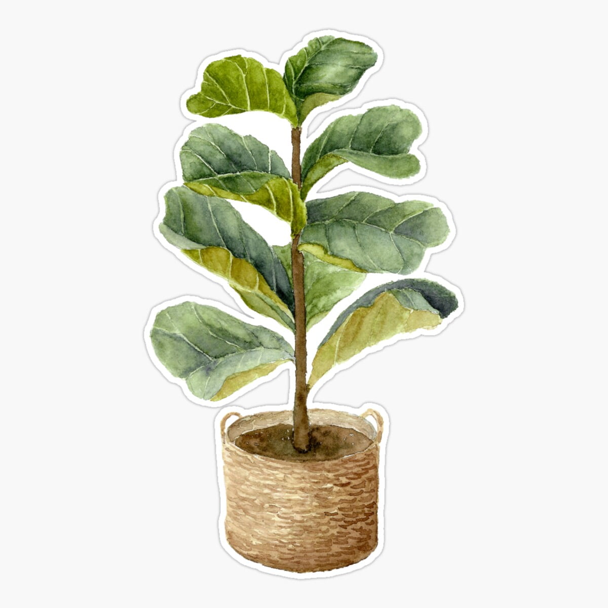 Maneki Watercolor Fiddle Leaf Fig Tree In A Basket Sticker, Phone Decal ...