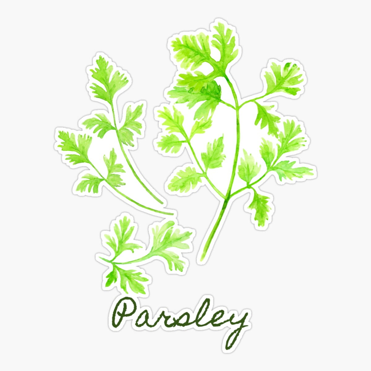 Maneki Watercolor Herb Parsley Illustration Sticker, Phone Decal Water ...