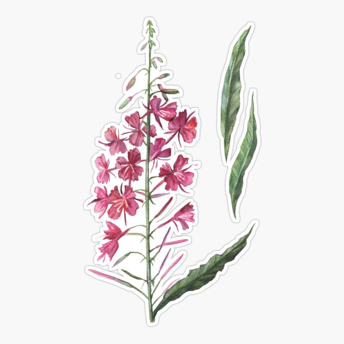 Maneki Watercolor Wildflower Fireweed Sticker, Phone Decal Water Bottle ...