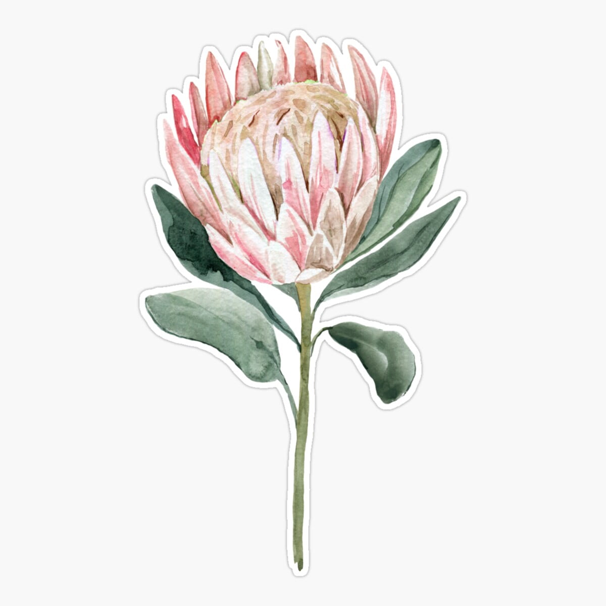 Maneki Watercolour Protea Flower With Pink Petals, Botanical Lotus ...