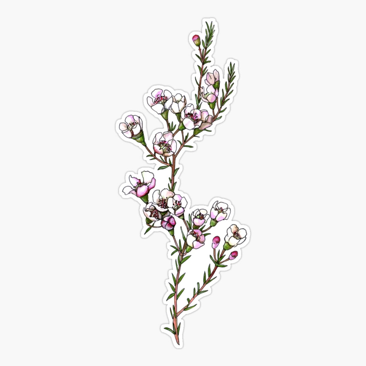 Maneki Waxflower Branch With Pink Flowers Sticker, Phone Decal Water ...