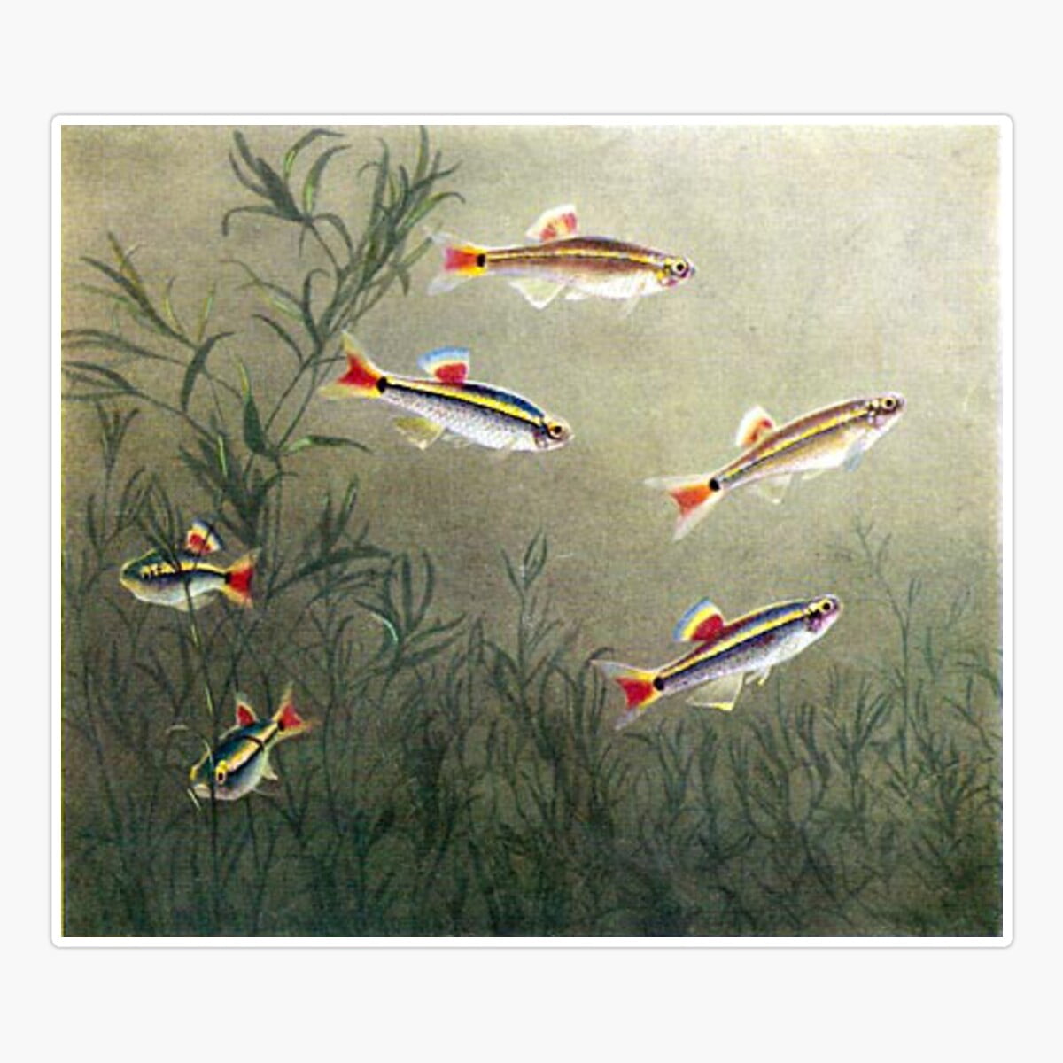 Maneki White Cloud Mountain Minnow Er, Phone Decal Water Bottle ...