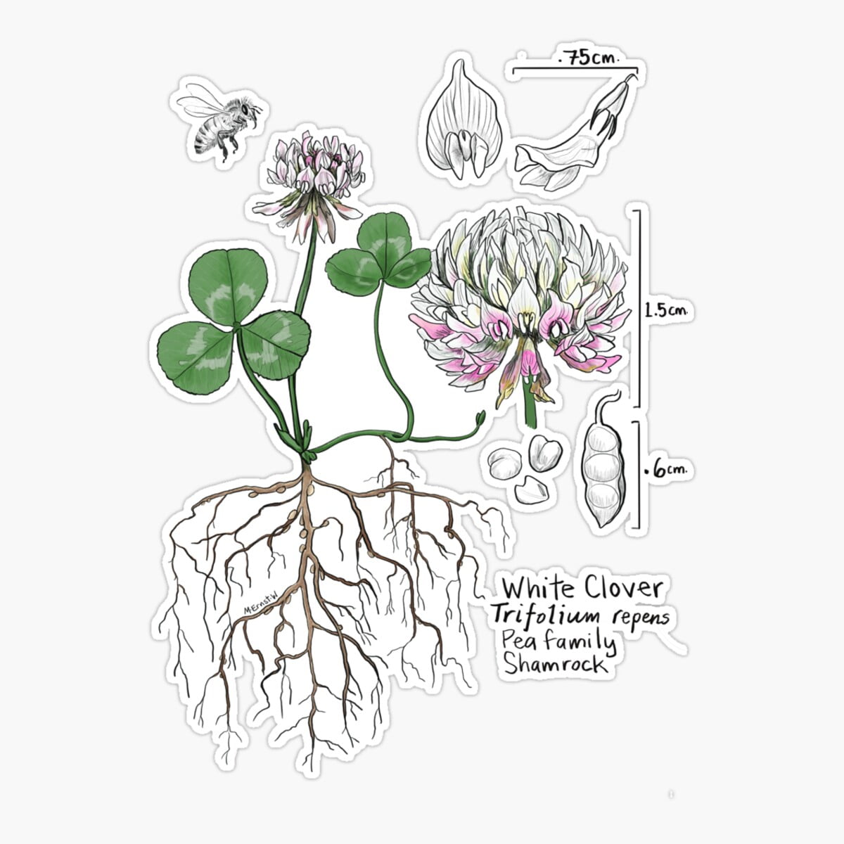 Maneki White Clover Botanical - Tan Sticker, Phone Decal Water Bottle ...