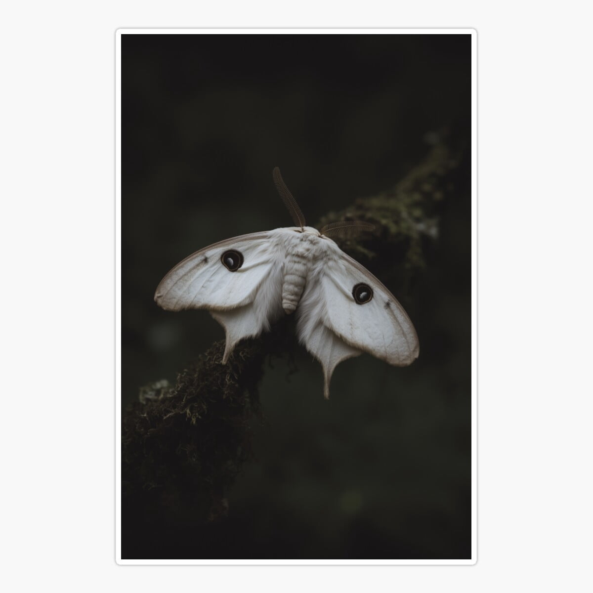 Maneki White Luna Moth Sticker, Phone Decal Water Bottle Stickers Car ...