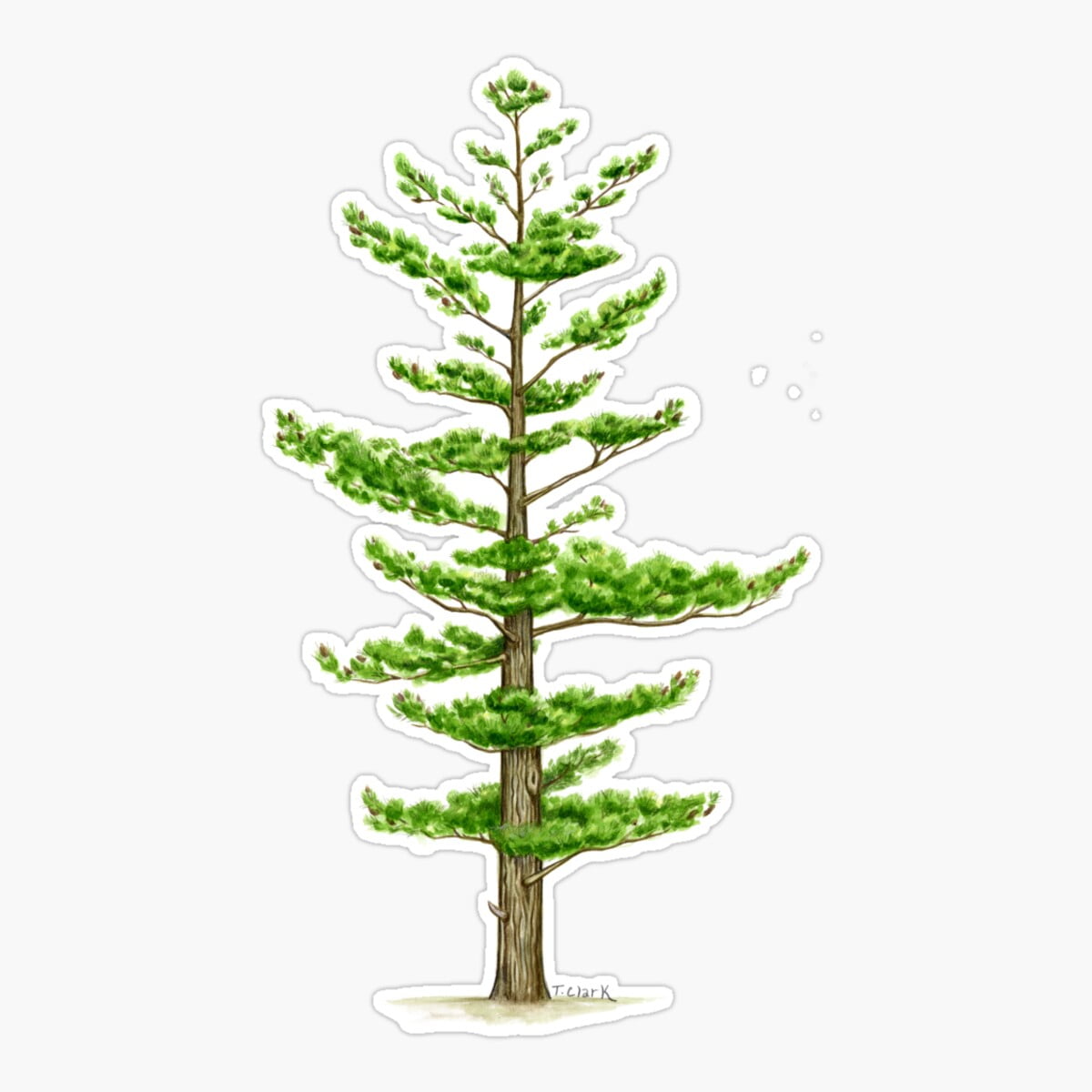 Maneki White Pine (Pinus Strobus) Sticker, Phone Decal Water Bottle Stickers Car Decals, Funny ...