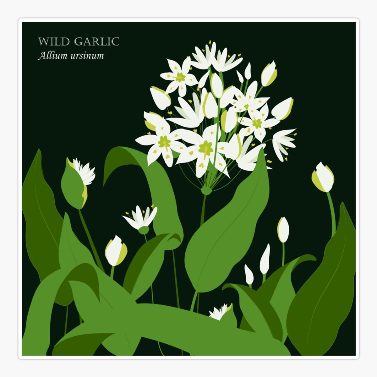 Maneki Wild Garlic / Ramsons (Allium Ursinum) - A Botanical Art ...