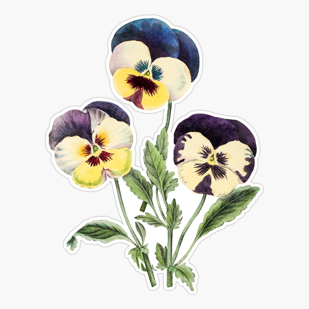 Maneki Wild Pansy, Vintage Botany Illustration Sticker, Phone Decal ...