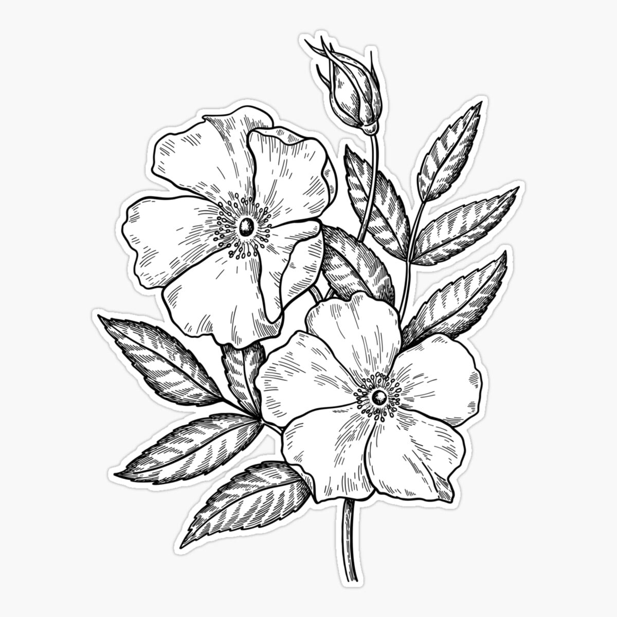 Maneki Wild Rose Botanical Drawing Sticker, Phone Decal Water Bottle ...