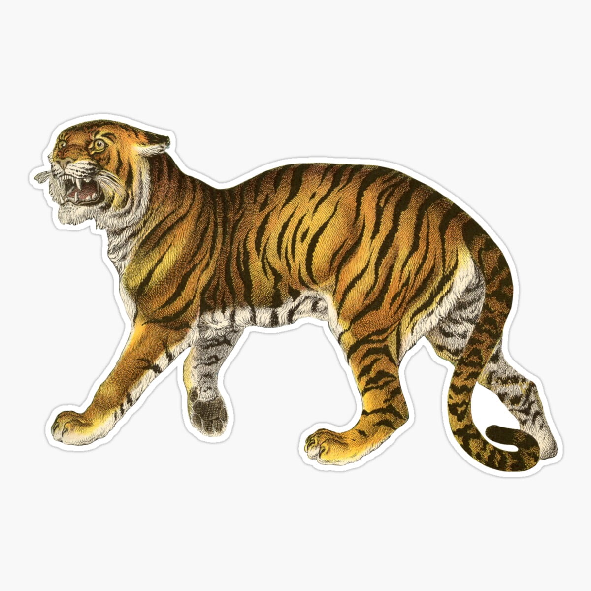 Maneki Wild Safari Tiger Er, Phone Decal Water Bottle Stickers Car ...
