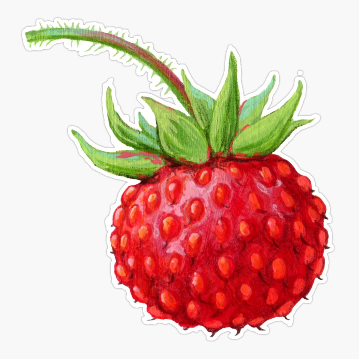 Maneki Wild Strawberry Botanical Plant Illustration Sticker, Phone ...