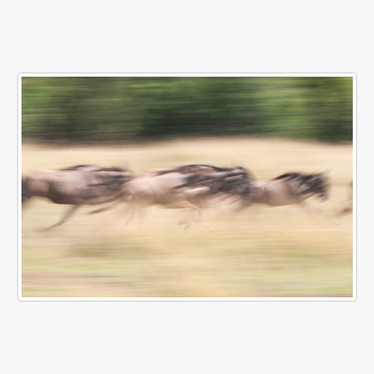 Maneki Wildebeest Fleeing During The Great Migration Sticker, Phone ...