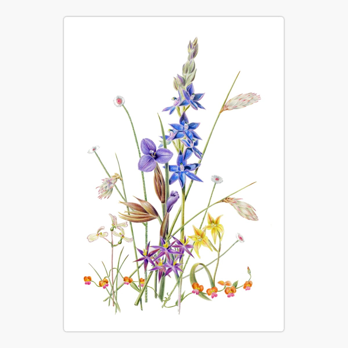 Maneki Wildflowers Of Western Australia Sticker, Phone Decal Water ...