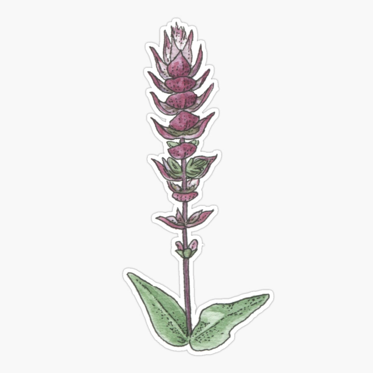 Maneki Woodland Sage Botanical Drawing Sticker, Phone Decal Water ...