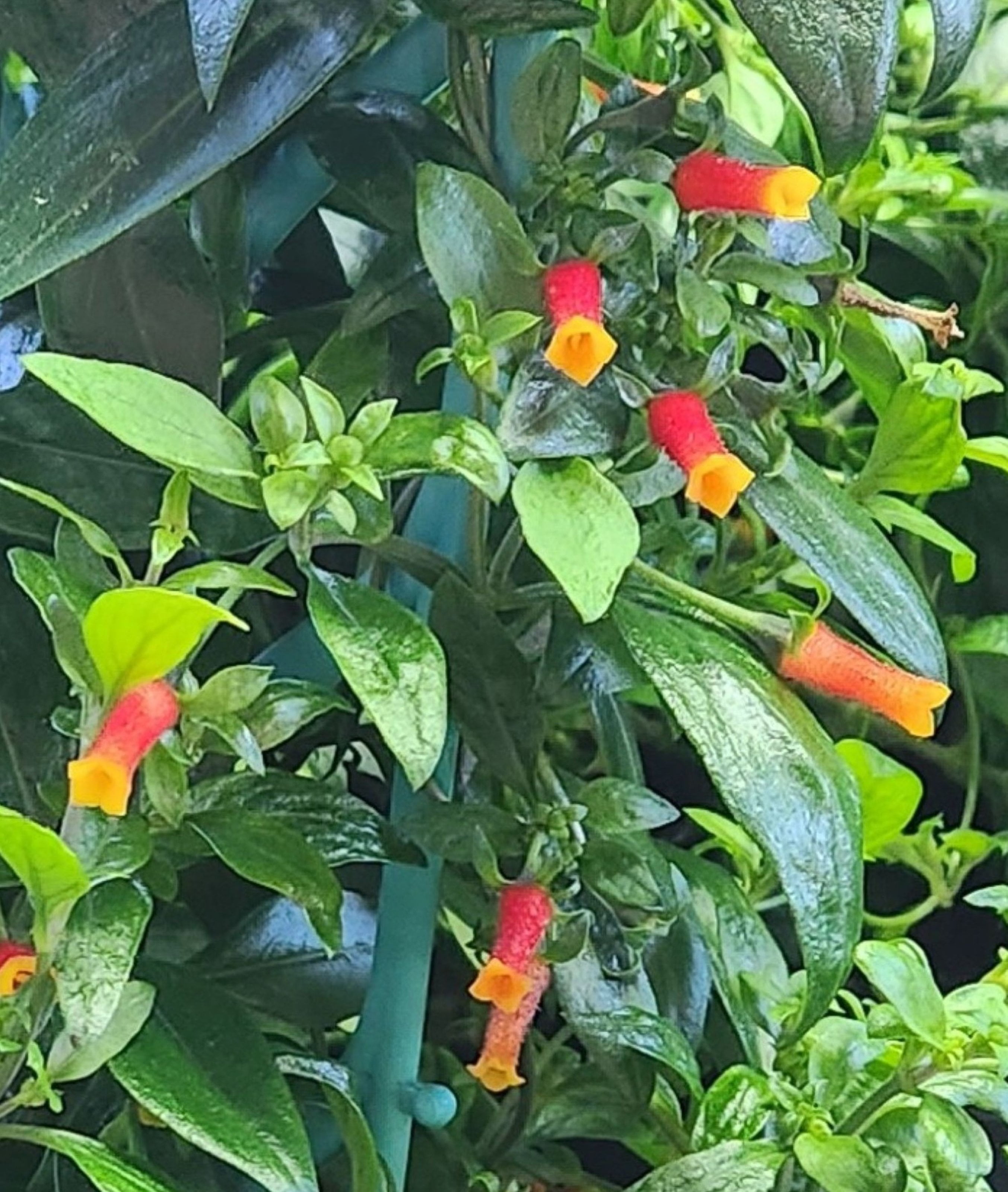 LIVE Manettia, Candy Corn Vine Starter Plants - Set of 2 for Indoor ...