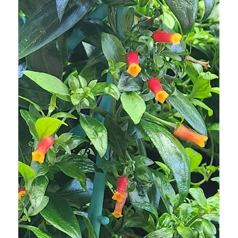 candy corn plant
