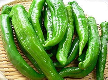 Manganji Pepper Seeds TWE5 - Japanese Speciality Pepper -,mild flavored ...