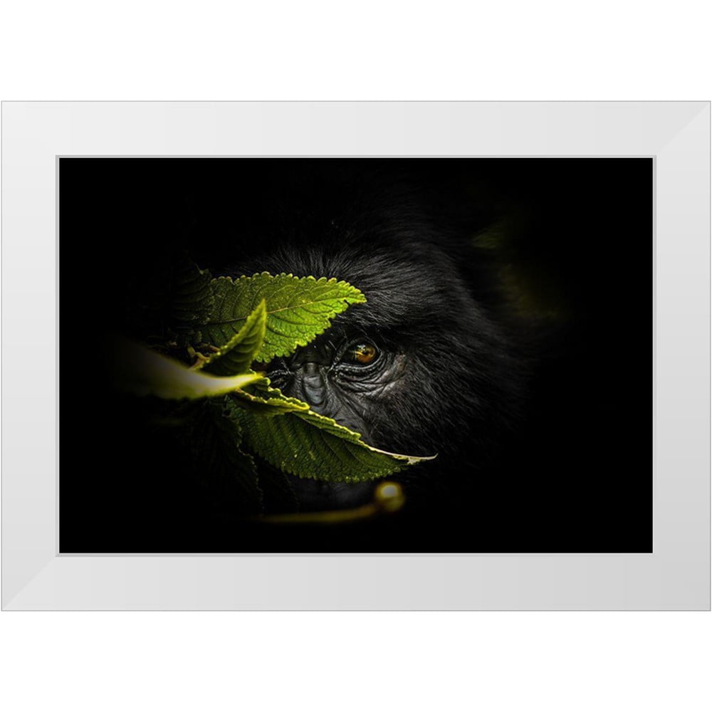 Mangini Photography 18x13 White Modern Wood Framed Museum Art Print ...