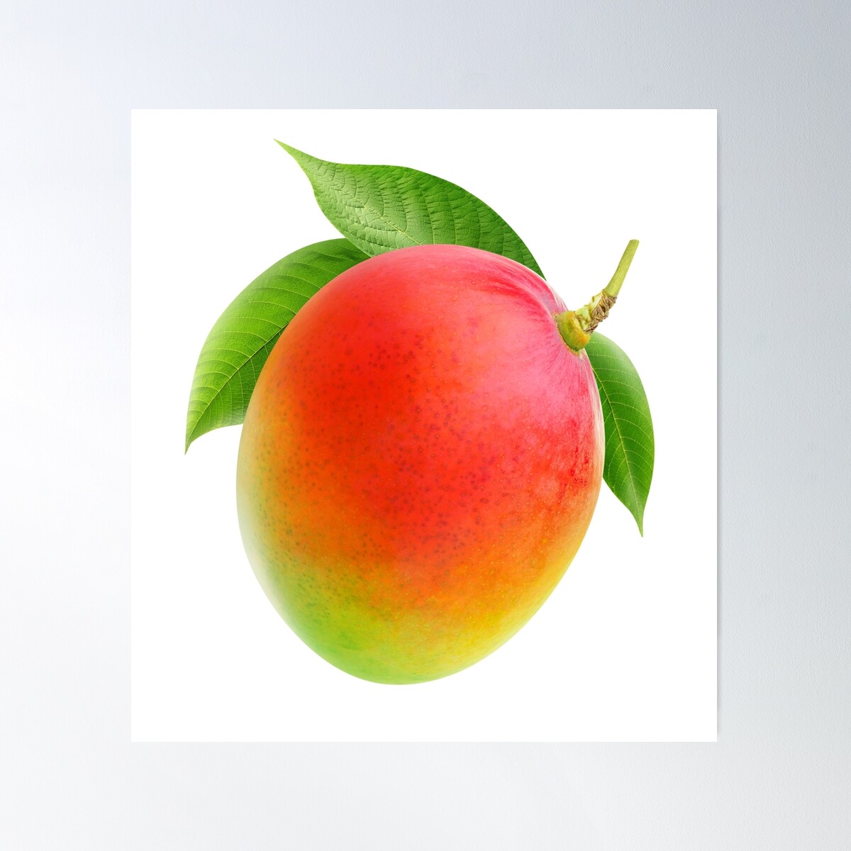 Mango Poster Wall Art, Modern Wall Decor For Living Room Bedroom, 24x24 ...