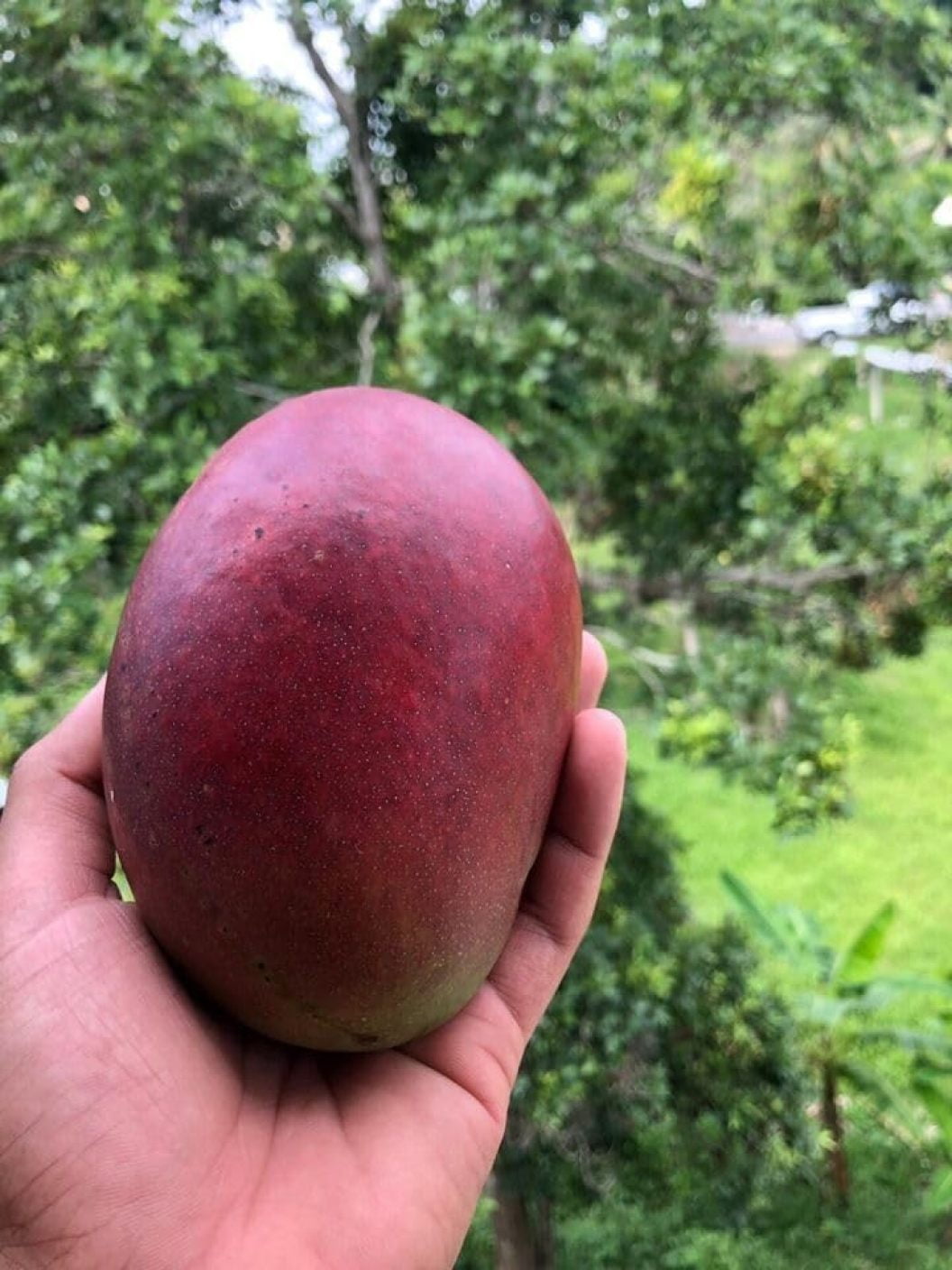 Mango Tree (Haden) - Live Fruit Tree 12"-24" Tropical Plantae - Walmart.com