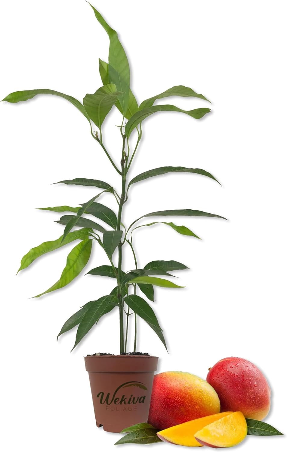 Live Mango Tree Plant - Tropical, Edible Fruit-Bearing, Potted In 4in ...