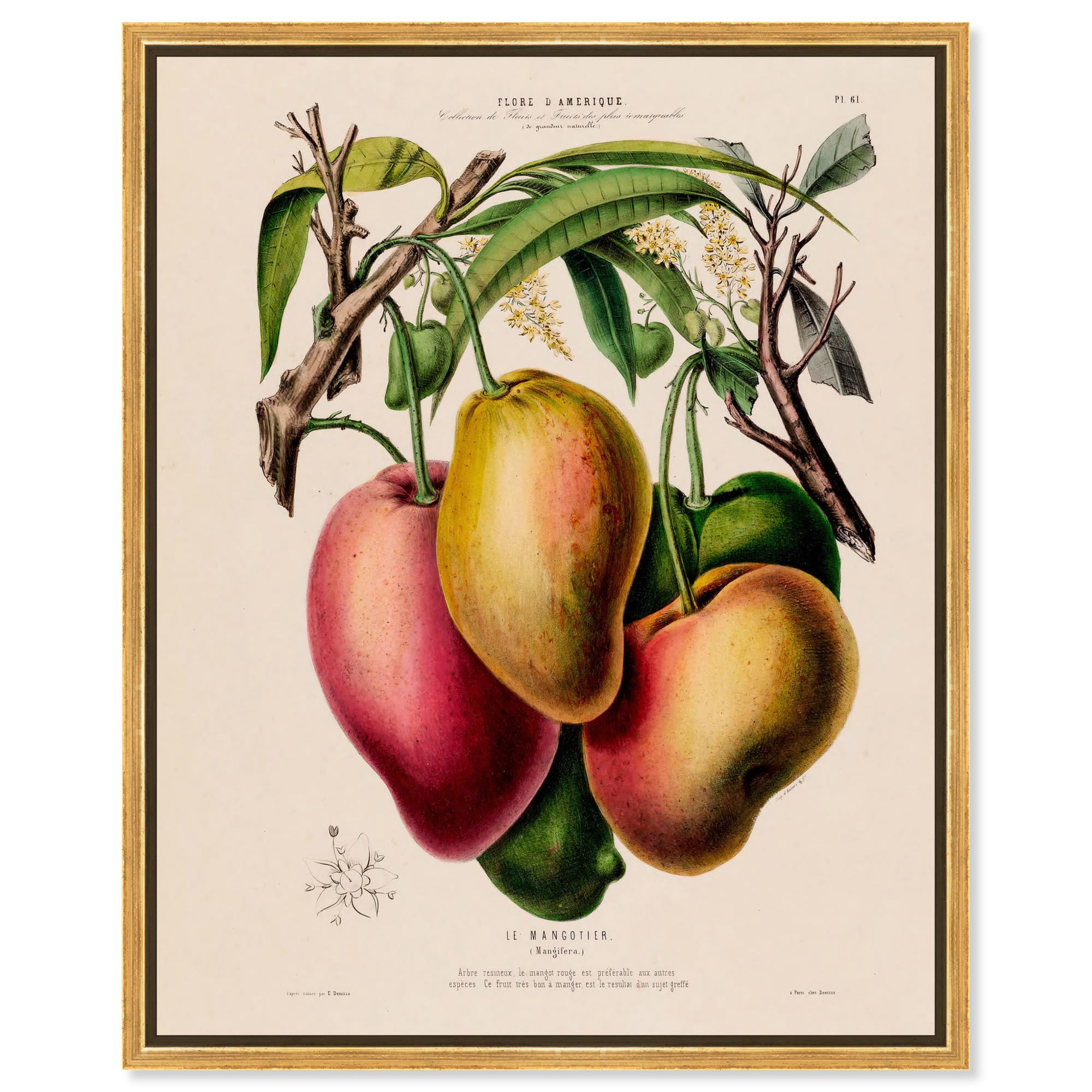 Mangoes by Etienne Denisse Canvas Vintage Botanical by Art Remedy, Gold ...