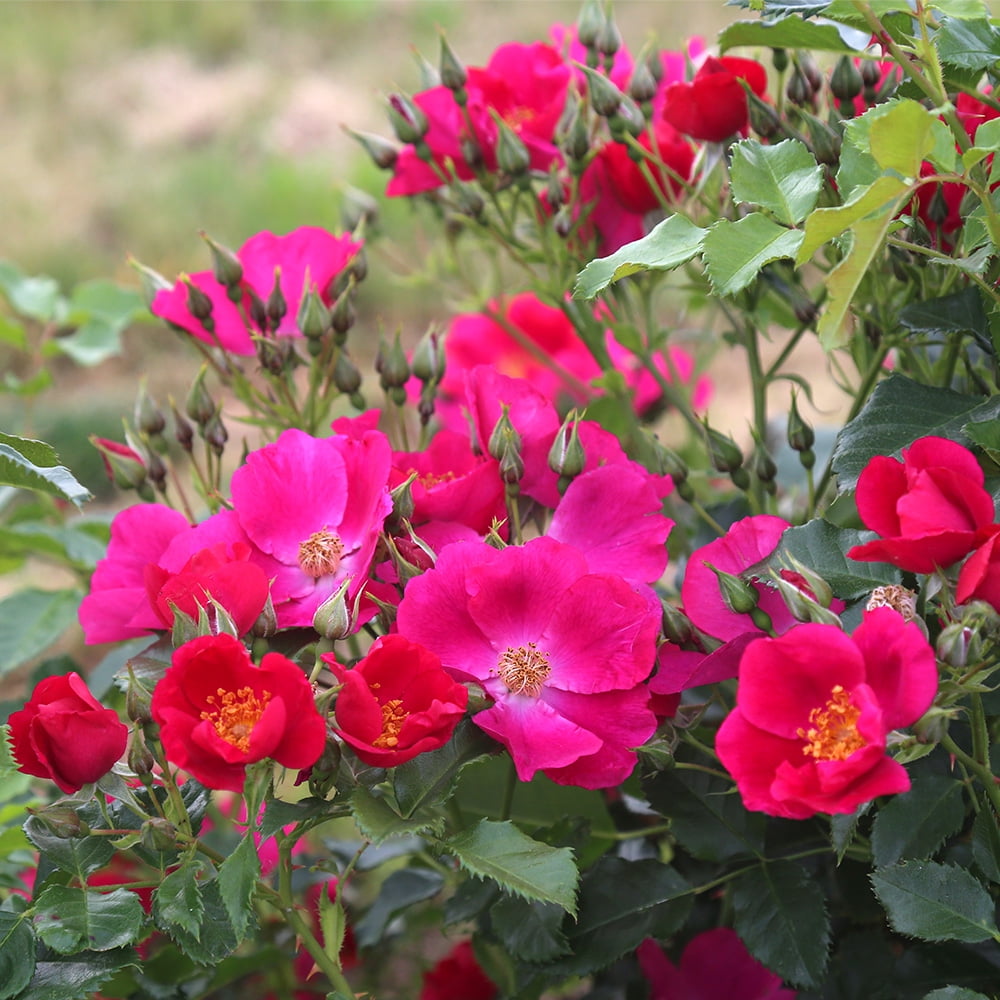 Manhattan Blue Floribunda Rose by Heirloom Roses - Mauve Rose Bush ...