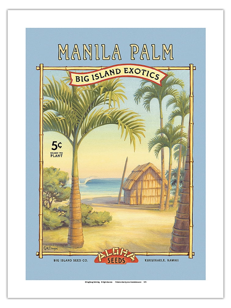 Manila Palm - Aloha Seeds - Big Island Seed Company - Big Island ...