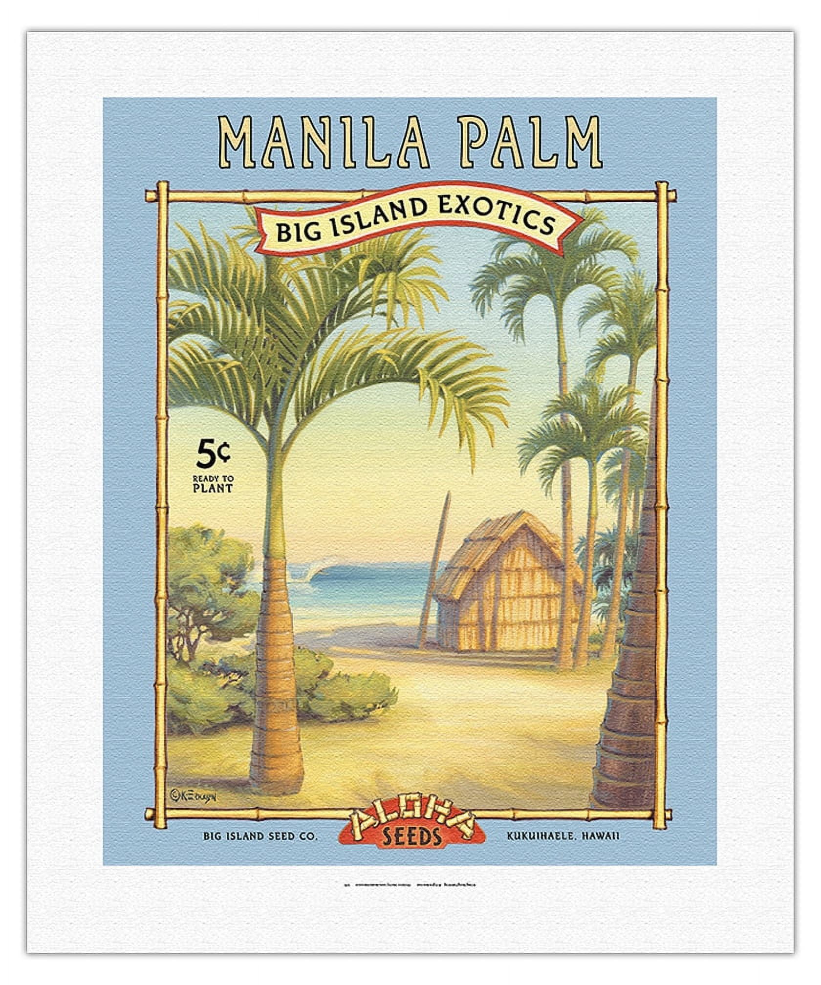 Manila Palm - Aloha Seeds - Big Island Seed Company - Big Island ...