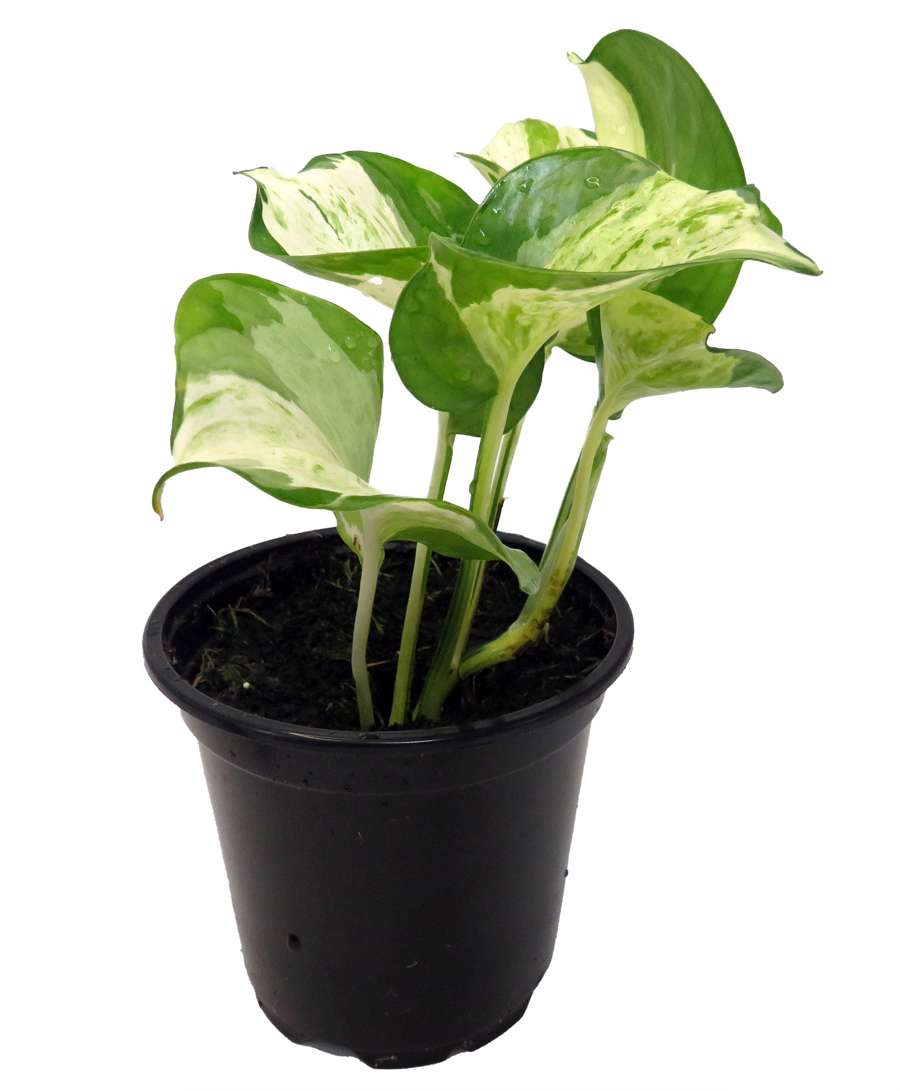 Manjula - Pothos - 4" Pot - Walmart.com