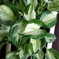 Manjula Pothos–Variegated Leaves–Low Maintenance Indoor Plant 4.5 ...