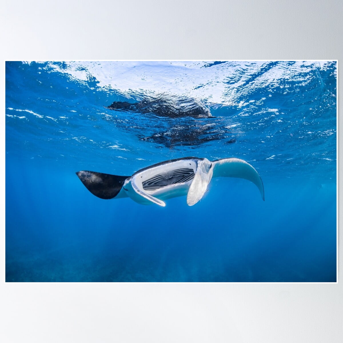 Manta Ray Poster Wall Art, Modern Wall Decor For Living Room Bedroom ...
