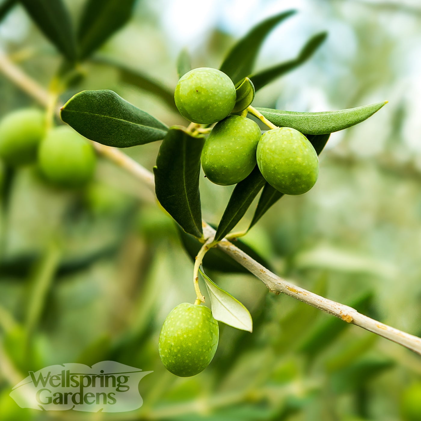 Manzanillo Olive Tree - Olea europaea - Live Plant - Walmart.com