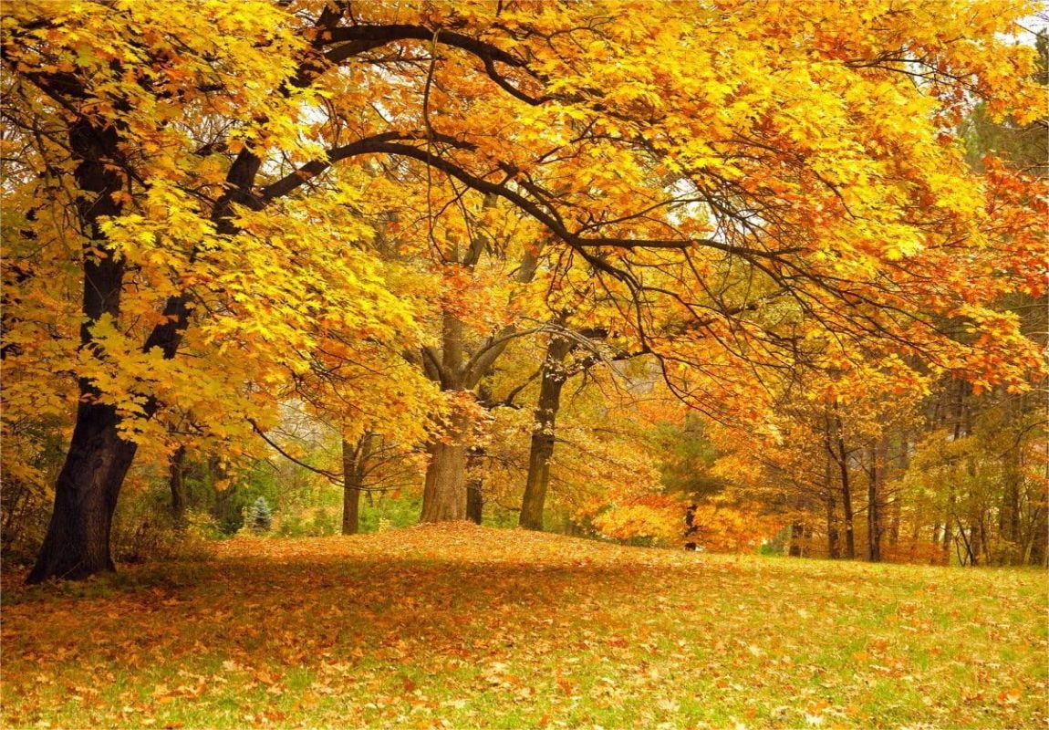 Maple Leaves Photography Backdrop Autumn Tunnel Scenery Natural Season ...