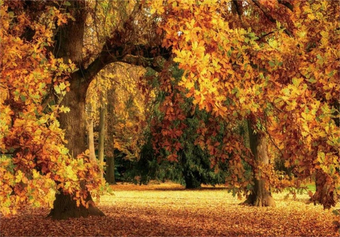 Maple Leaves Photography Backdrop Autumn Tunnel Scenery Natural Season ...