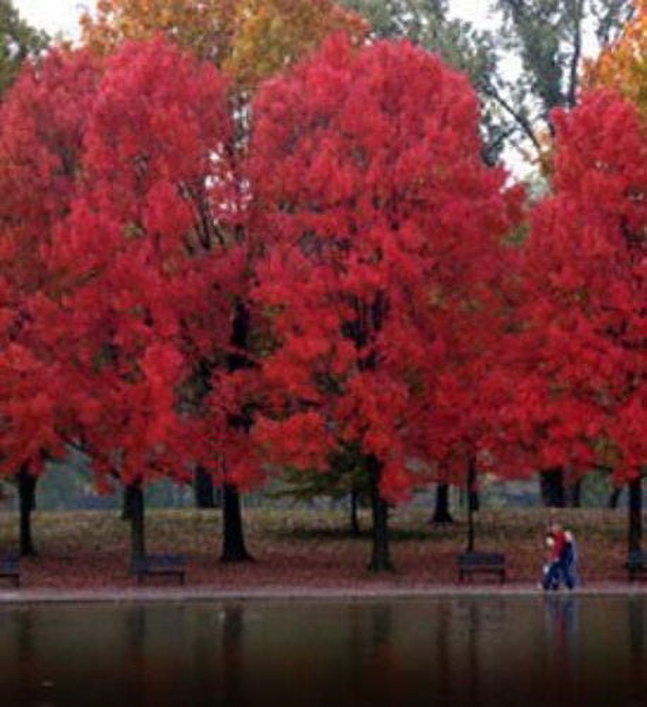 Maple Red (Acer Rubrum) Nice Garden Tree Seeds By Seed Kingdom BULK 600 ...