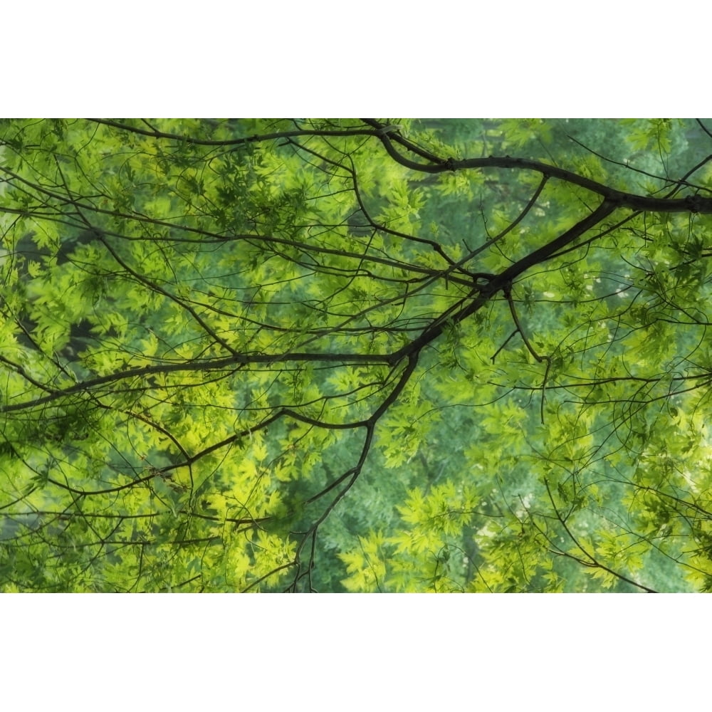 Maple Tree At Selkirk Provincial Park - Selkirk, Ontario, Canada Poster ...