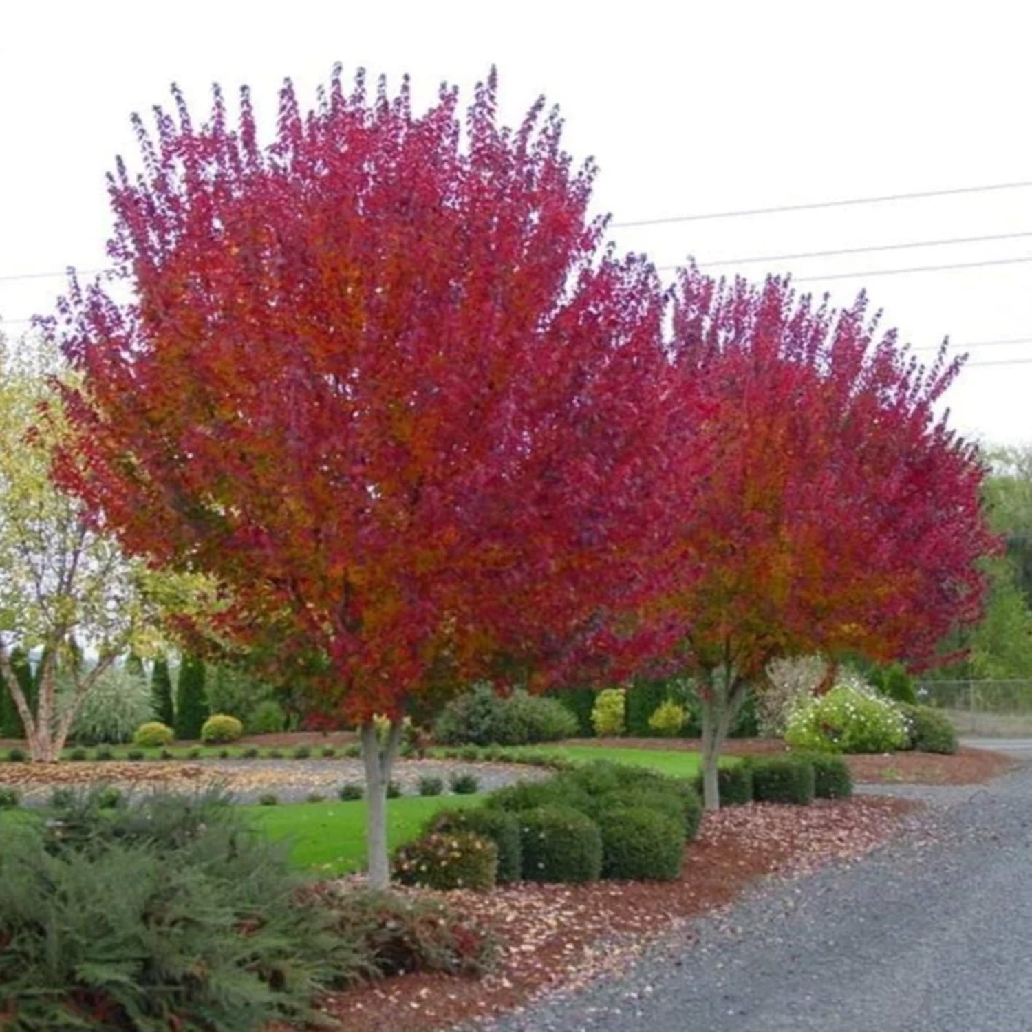 Maple Tree 'Burgundy Belle' - Walmart.com