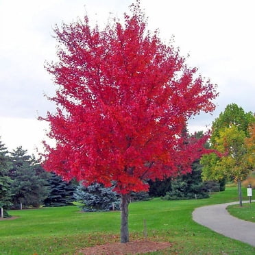 October Glory Maple Tree - Walmart.com