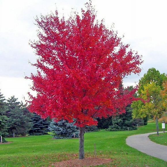 Red Maple October Glory