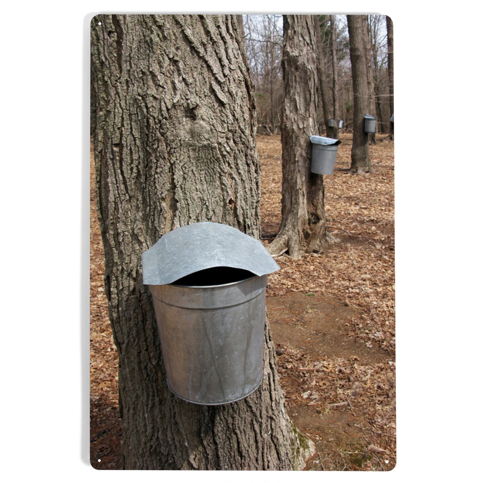 Maple Tree Sap Buckets (12x18 Aluminum Art, Indoor Outdoor Metal Sign ...