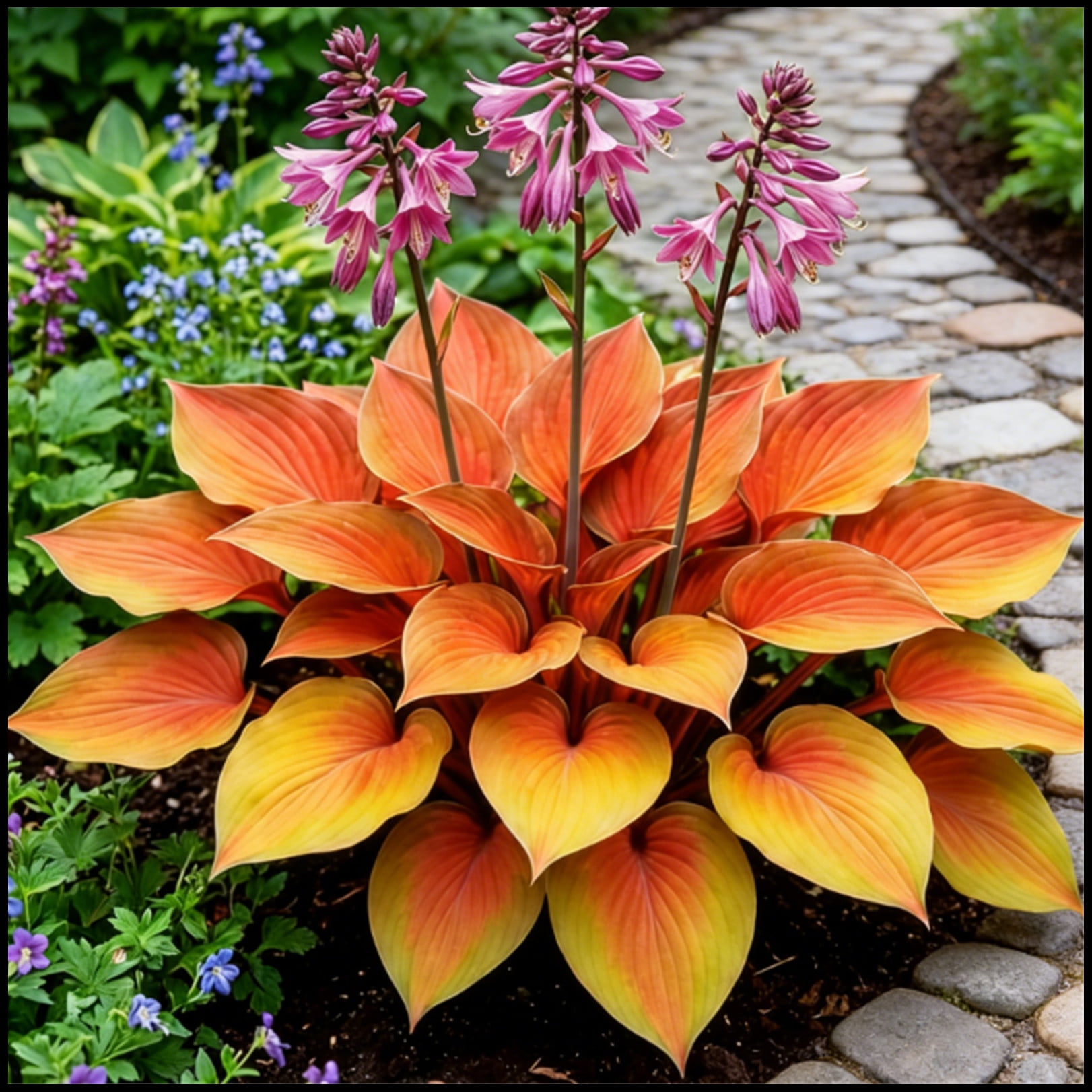 María Hosta Bulbs Hosta Collection Bulbs Ornamental Hard-Simple ...