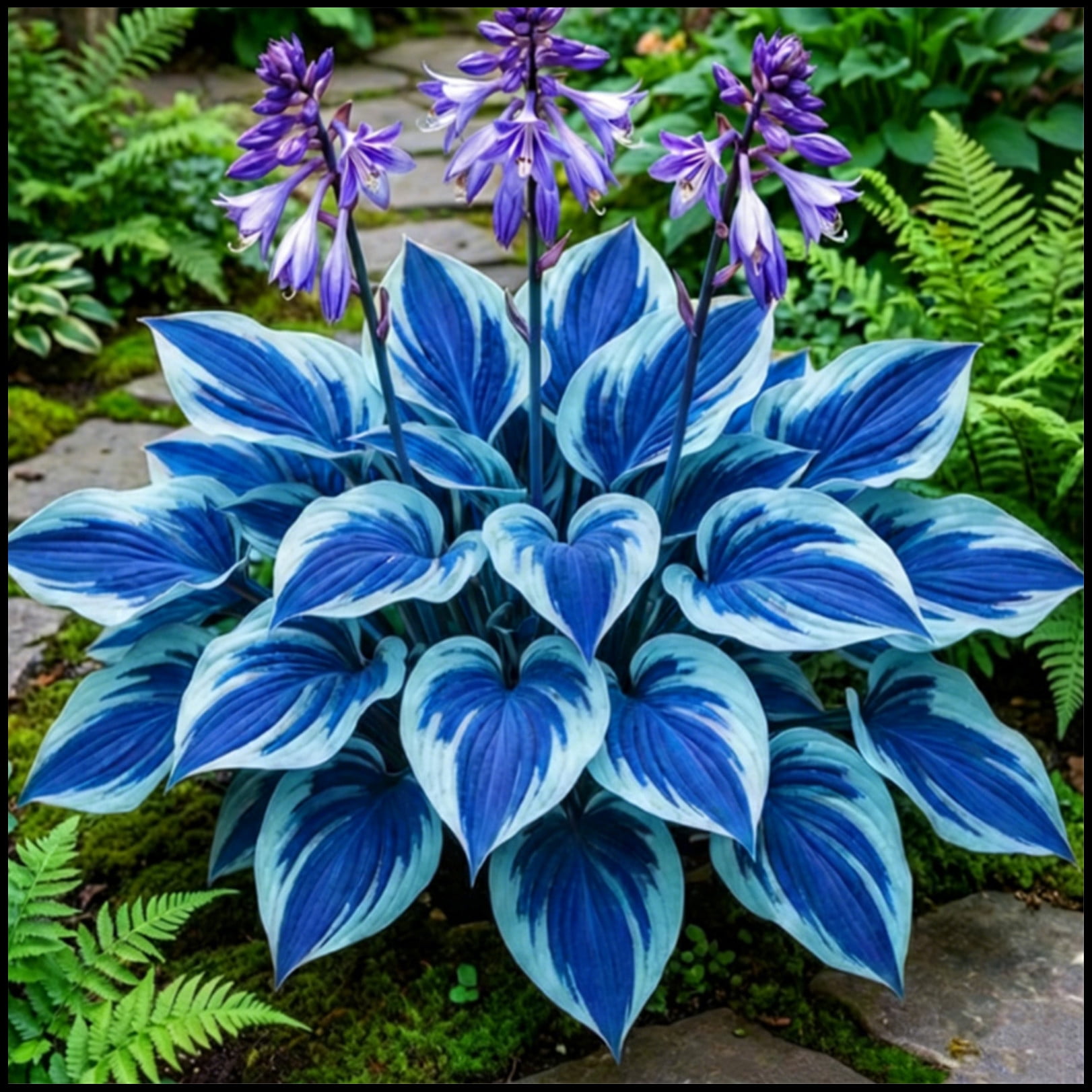 María Hosta Bulbs Hosta Collection Bulbs Ornamental Hard-Simple ...