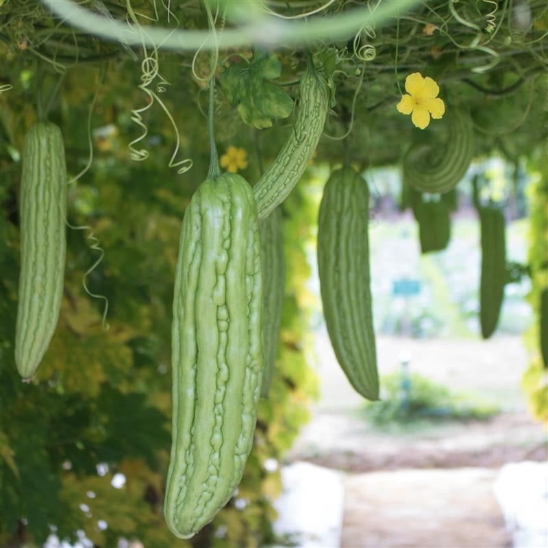 Mara Bitter Gourd Seed 1 Oz ~195 Seeds – Hybrid | Non-GMO, Mild Flavor ...