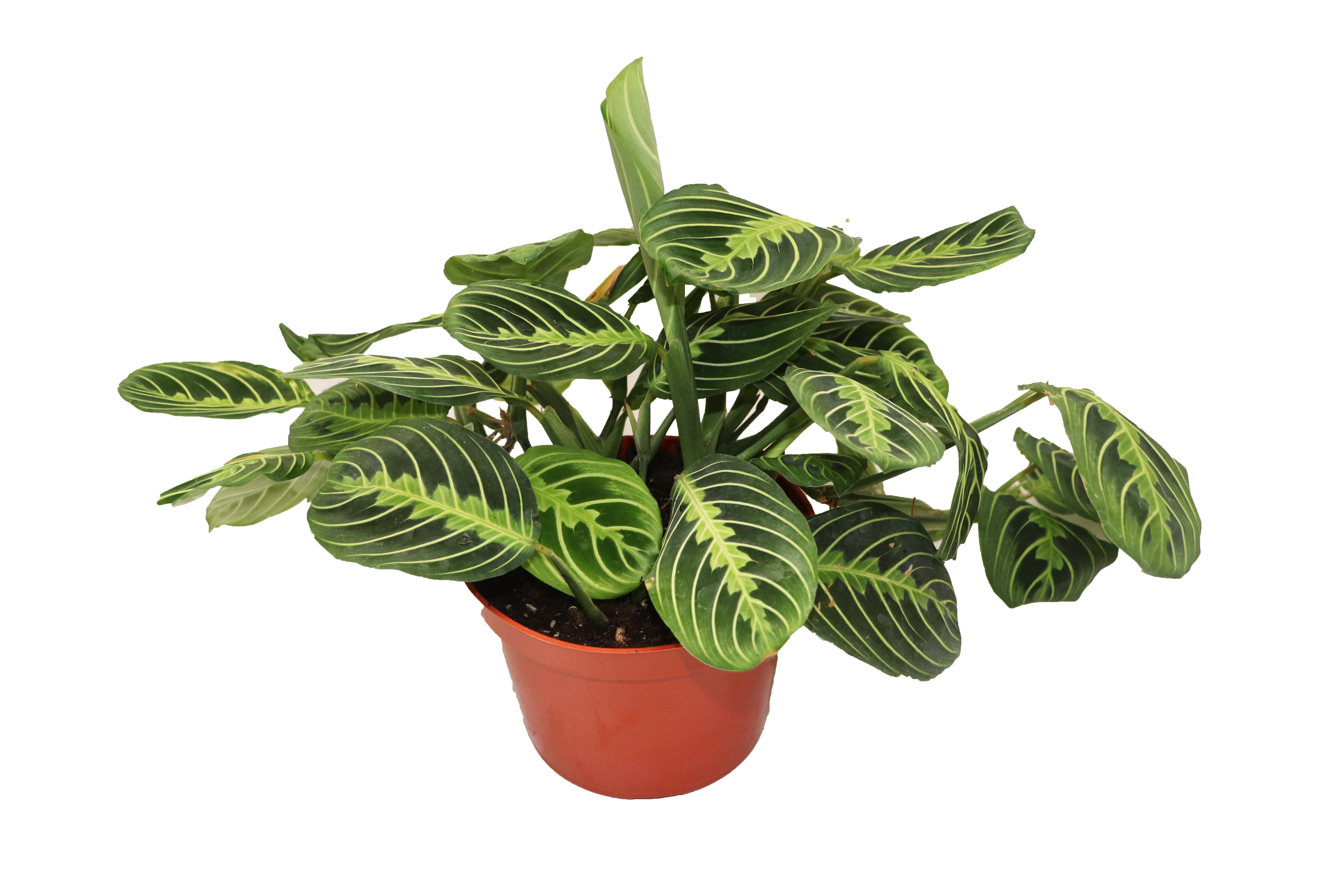 California Tropicals Live Lemon Lime Maranta Green Prayer Plant - 6” - Walmart.com